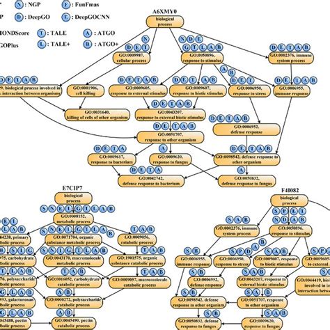 the directed acyclic graph with go terms for three representative download scientific diagram