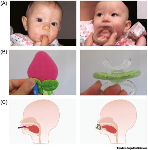 sensorimotor foundations of speech perception in infancy trends in cognitive sciences