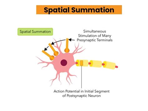 temporal vs spatial summation overview and differences