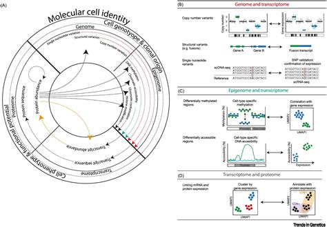 into the multiverse advances in single cell multiomic profiling trends in genetics