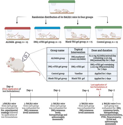 Experimental Design For In Vivo Cutaneous Toxicity Assessment Created