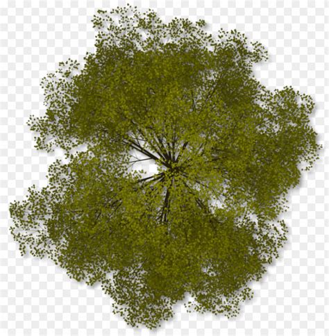Tree Plan Png File Tree Clipart Free