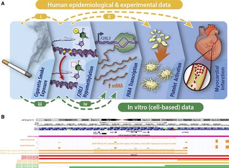 Epigenetic Regulation Of F2RL3 Associates With Myocardial Infarction