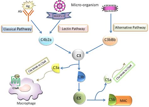 Frontiers Complement Component C3 A Novel Biomarker Participating In