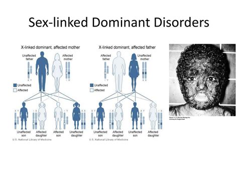 ppt patterns of inheritance powerpoint presentation free download id 3133372