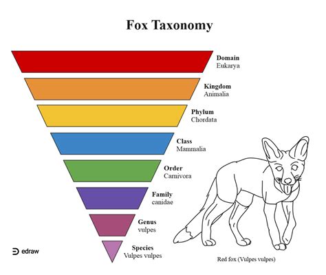 Fox Species Taxonomy EdrawMax Editable Template Taxonomy Fox