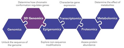 How 3D Genomics Can Strengthen Your Multi Omics Approach To Scientific
