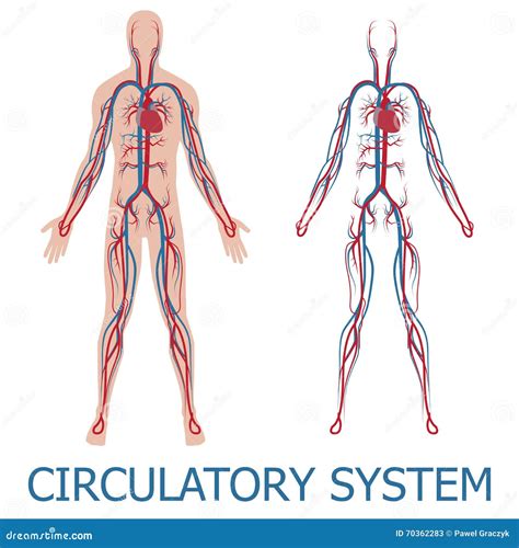 Human Circulatory System Stock Vector Illustration Of Vessel 70362283