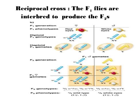 Linkage And Recombination Part 2 Sex Linkage In Drosophila Linked Gene And Synthetic Gene