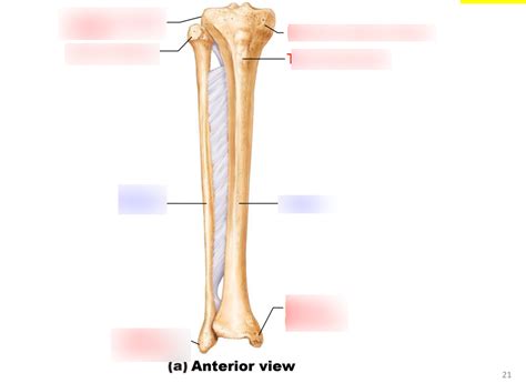 A P Lab 8 Tibia And Fibula Diagram Quizlet