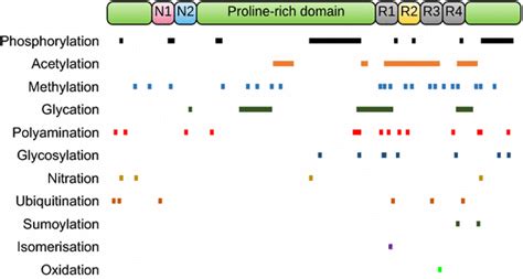 Post Translational Modifications Of Tau Illustration Of The