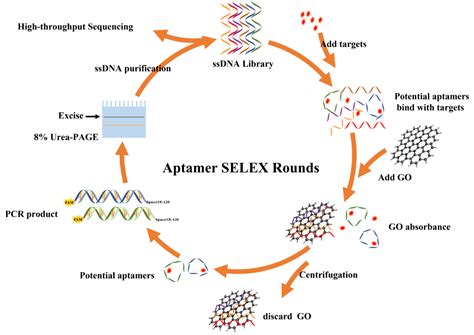 Biosensors Free Full Text Screening And Evaluation Of Thiamethoxam