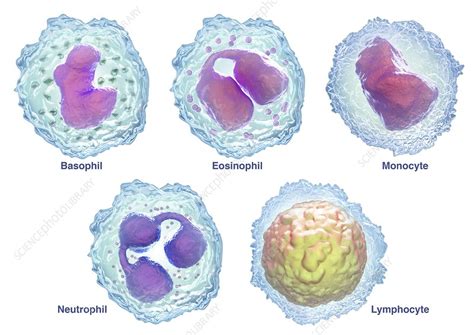 White Blood Cells Illustration Stock Image C047 5458 Science