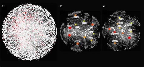 using biological networks to integrate visualize and analyze genomics data abstract europe pmc