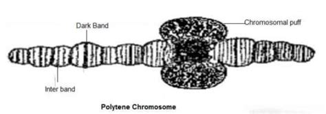 Chromosome Types Structure And Functions Biology EduCare