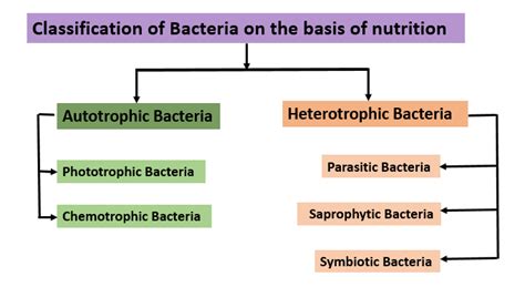 Classification Of Bacteria Flow Chart Ponasa