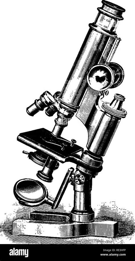 Differential Staining Hi Res Stock Photography And Images Alamy