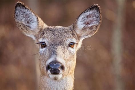 Big Doe Eyes A Portrait Of A Doe Female Deer With Large Brown Eyes And Long E Sponsored