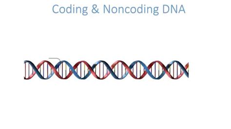 showing coding and noncoding dna animation youtube