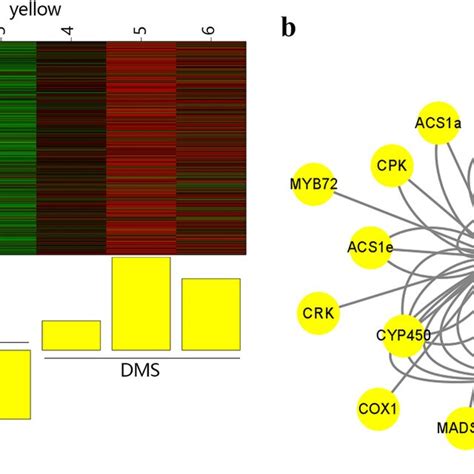 Visual Network Analysis Of Gene Expression Patterns And Candidate Hub