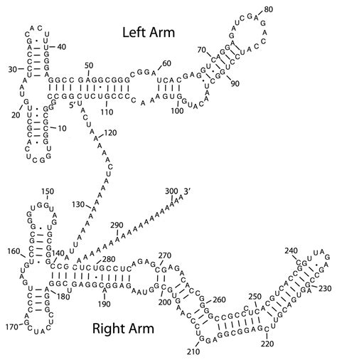 ijms free full text the intertwining of transposable elements and non coding rnas