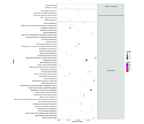 KEGG Metabolic Pathway Enrichment Analysis Of The Differential