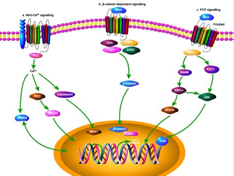 Wnt Signaling Pathway