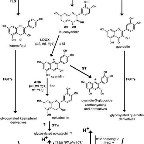 Simplified Scheme Of The Biosynthetic Pathway In Arabidopsis Leading To