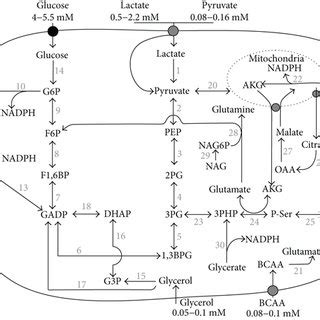 Schematic Diagram Of An EMV Including The Proposed Metabolic Pathways