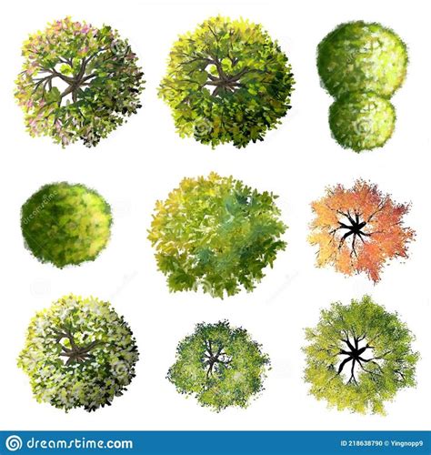 Bstract Green Tree Top View Isolated On White Background Stock Photo
