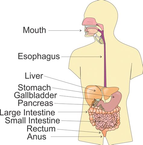 Section 5 The Digestive System Nitty Gritty Science