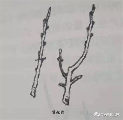 园林苗木的十大修剪技术 知乎