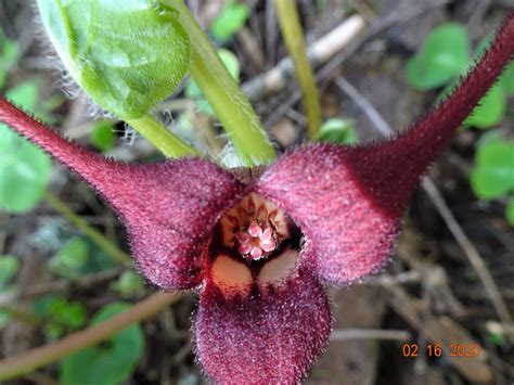 Wild Ginger Is Quite Spectacular As Photographed By Mary Hunter Mendonoma Sightings