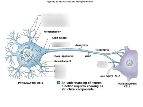 Structure Of A Neuron Diagram Diagram Quizlet