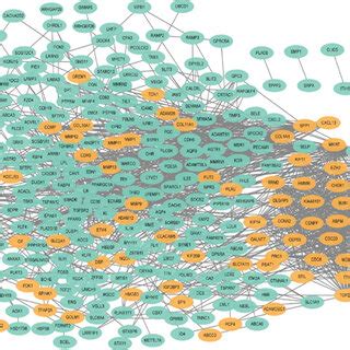 The Common Differentially Expressed Gene DEG Proteinprotein
