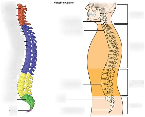 Anatomy And Physiology Vertebral Column In Depth Diagram Quizlet