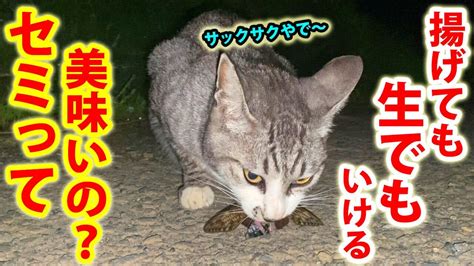 サクサクしてて美味しいセミを生で食す猫命について考える猫達 YouTube