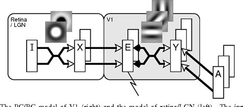 figure 1 from predictive coding as a model of the v1 saliency map hypothesis semantic scholar