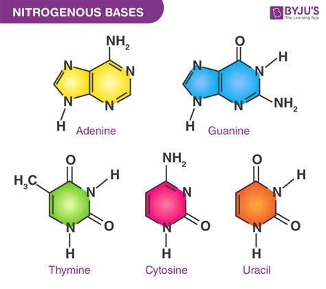 Nucleotide Structure Diagram Boncs Dna Structure Nucleotides