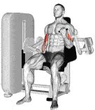 Tipos De Curl De B Ceps Funci N Y Gu A Completa De Ejercicios