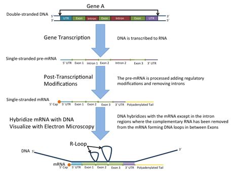 Transcription RNA Processing And Translation The Biology Primer