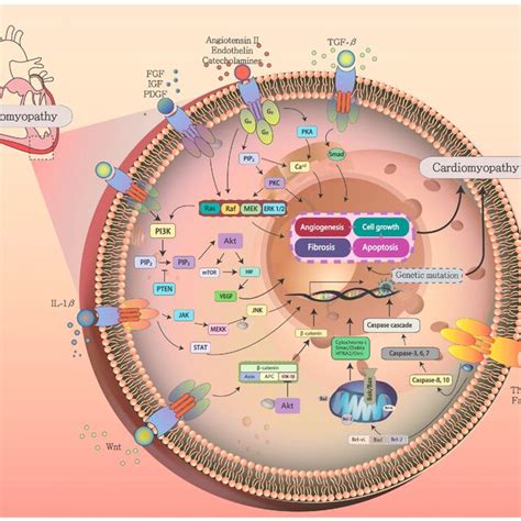 Schematic Drawing Of The Details Of The Signaling Pathways Of Five