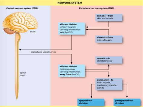 Division Of The Nervous System Diagram Quizlet