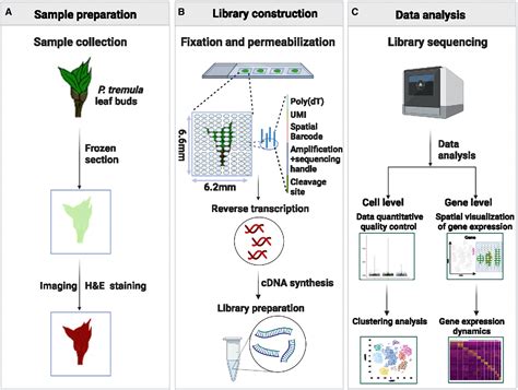 Single Cell And Spatial Multi Omics In The Plant Sciences Technical