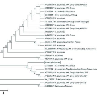 Phylogenetic Tree Based On Nucleotide Sequence Alignment Of ACS1 From