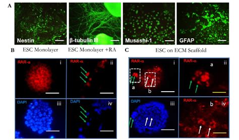 Neural Differentiation From Pluripotent Stem Cells PSCs A Neural