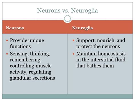 Compare Neurons And Neuroglia