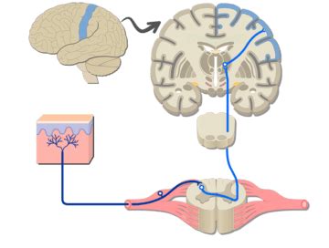 Somatic Nervous System Definition And Function GetBodySmart
