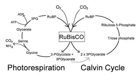 Calvin Cycle Definition Function Steps Products Biology Dictionary