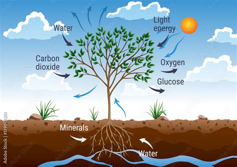 Photosynthesis Process Tree Produce Oxygen Using Rain And Sun Diagram